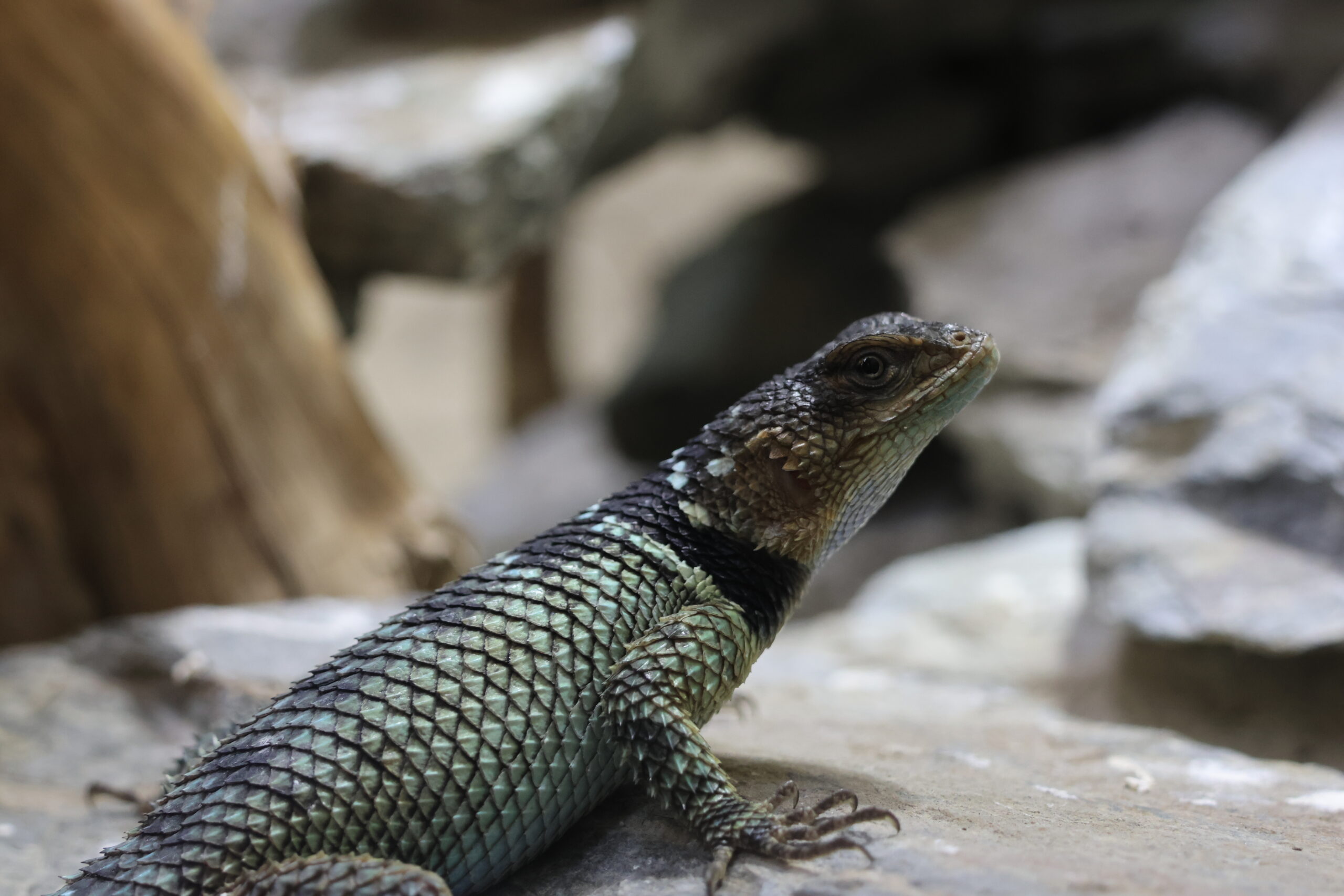 Blue Spiny Lizard - ZOO - Gdański Ogród Zoologiczny
