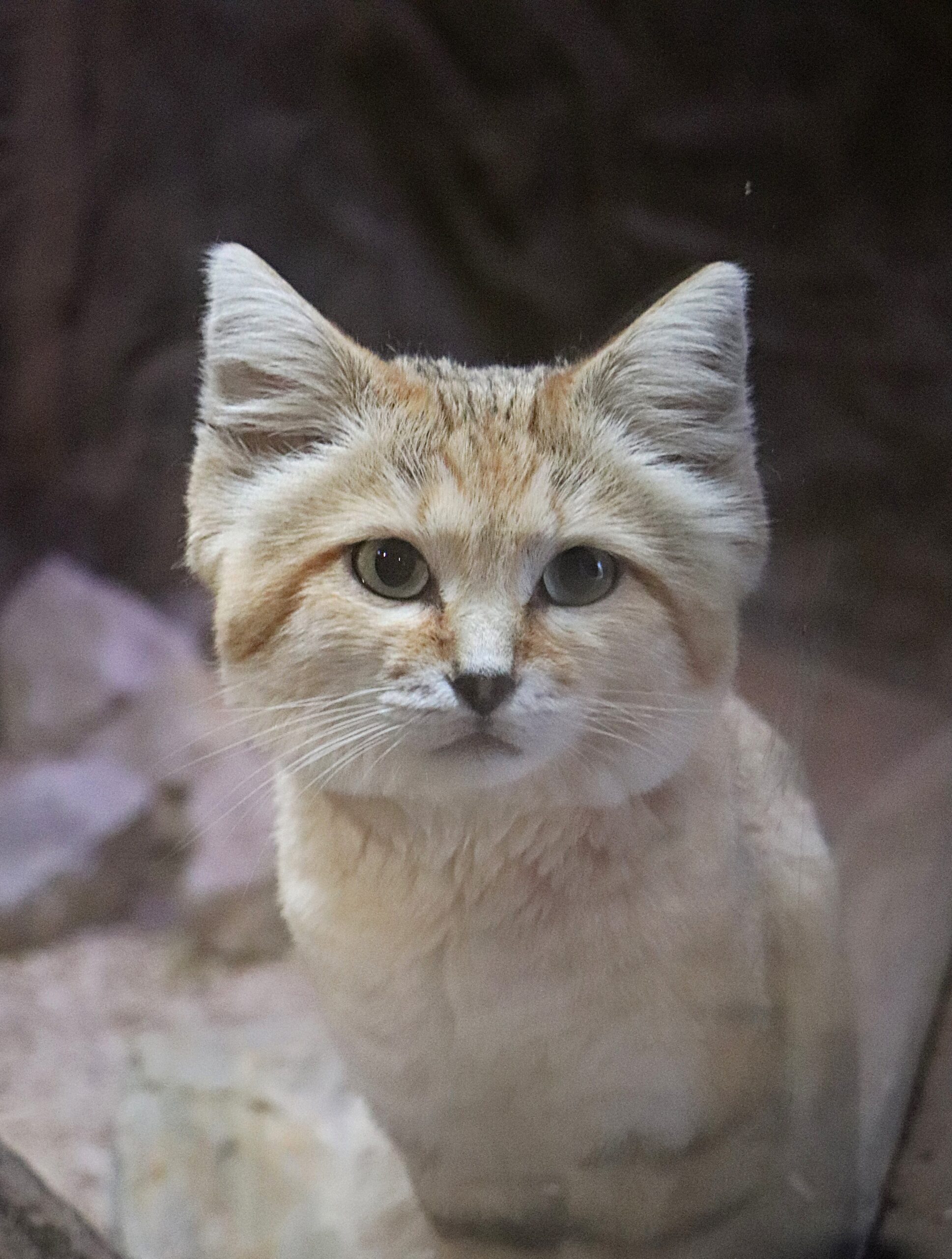 Kot pustynny - ZOO - Gdański Ogród Zoologiczny