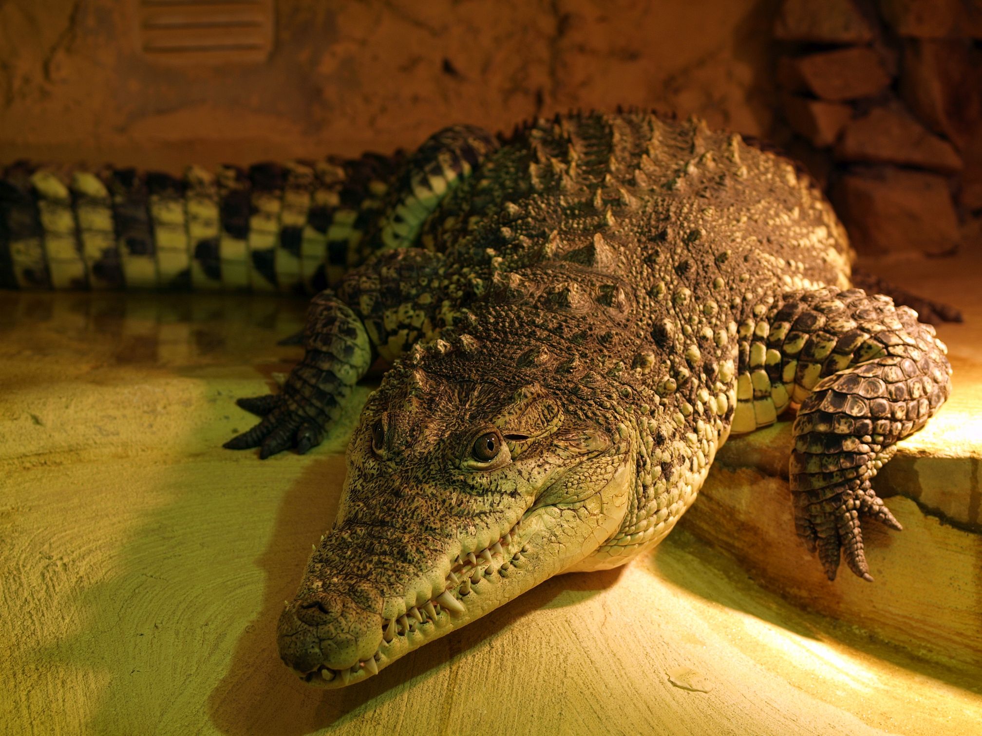 Krokodyl kubański - ZOO - Gdański Ogród Zoologiczny