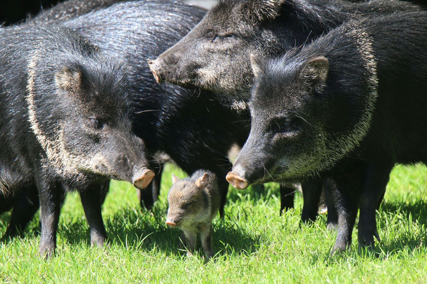 Pekariowiec Obrożny - ZOO - Gdański Ogród Zoologiczny